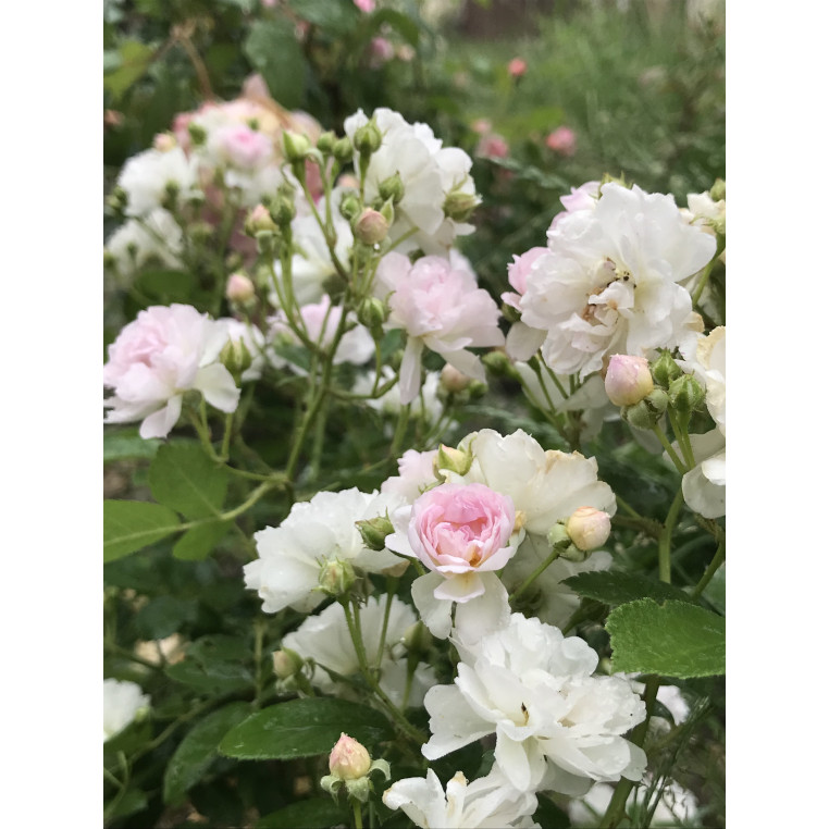 Rosier ancien Mignonette | Roseraie Guillot