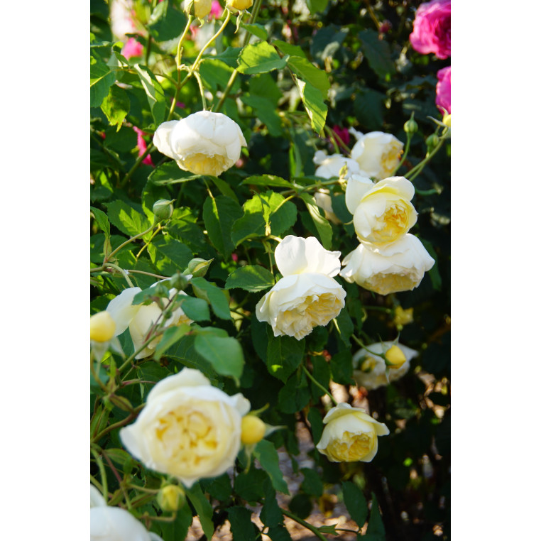 Rosier Générosa® L'Intemporelle Mailly Grand Cru | Roseraie Guillot®